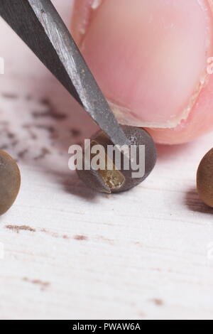 Scarifying Lathyrus. Sweet pea seeds are scratched, or 'scarified' - on ...