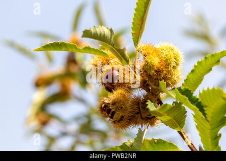 Raw chestnut hangs on a chestnut tree Stock Photo - Alamy