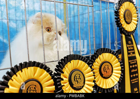 Cleveland, Ohio, USA, 14th Oct, 2018. A Russian Blue cat with its short ...