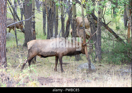 Bull elk rubbing its antlers in the grass near the Mammoth Hot Springs ...