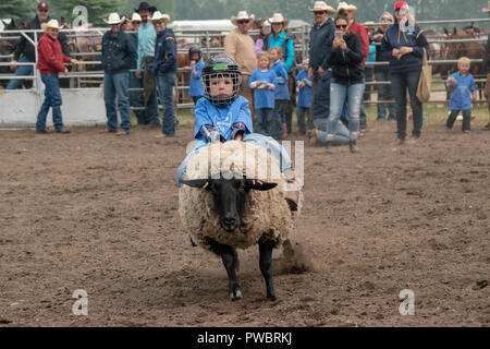 Kids participate in the mutton busting / sheep riding competition at ...