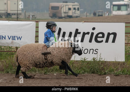 Kids participate in the mutton busting / sheep riding competition at ...