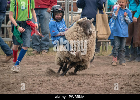 Kids participate in the mutton busting / sheep riding competition at ...