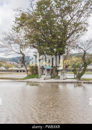 Flooded rice field with Shinto shrine, for farmers prayers, henro no ...