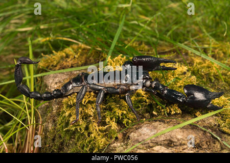 A large black Emperor Scorpion pandinus imperator native to some Stock ...