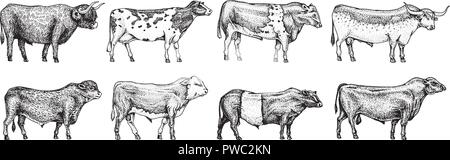 Farm cattle bulls and cows. Vintage cards. Different breeds of domestic ...