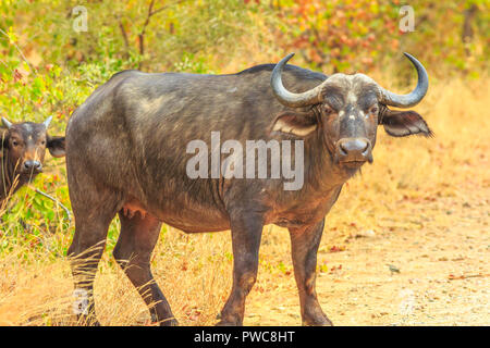 Adult male of African buffalo species Syncerus caffer, standing in ...