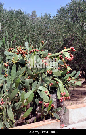 Cactus in Cadaques. Spain Stock Photo - Alamy