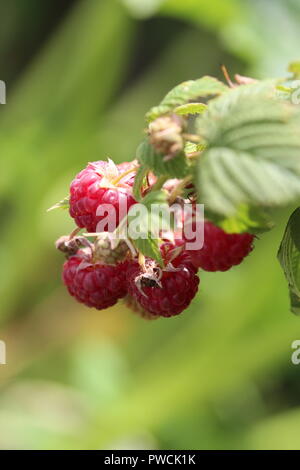 Raspberries ready for picking Stock Photo - Alamy
