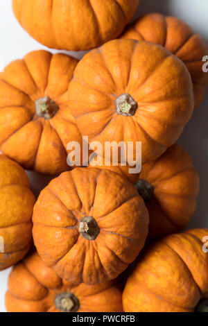 Mini munchkin pumpkin festive background Stock Photo - Alamy