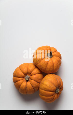 Mini munchkin pumpkin festive background Stock Photo - Alamy