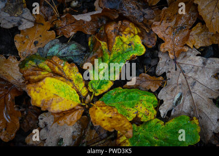 An image of Oak tree leaves from above in Autumn Stock Photo - Alamy