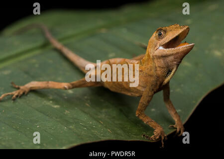 A goldenscale anole (Anolis nitens/chrysolepis) from the rain forest of ...