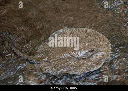 A tiger stingray (Potamotrygon falkneri) in a pristine stream that runs ...