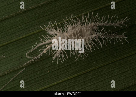 A Cordyceps fungi has taken over and killed this moth and now produces ...