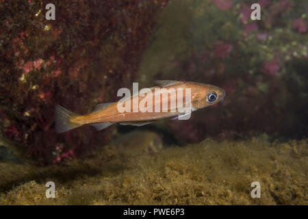 Poor Cod (Trisopterus Minutus), Norwegian Sea, Northern Atlantic ...