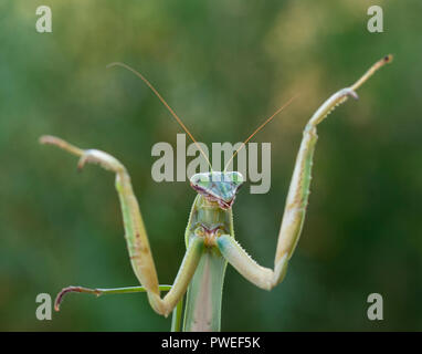 Praying mantis, front view Stock Photo - Alamy