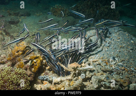 Convict blenny [Pholidichthys leucotaenia] juveniles emerging from ...