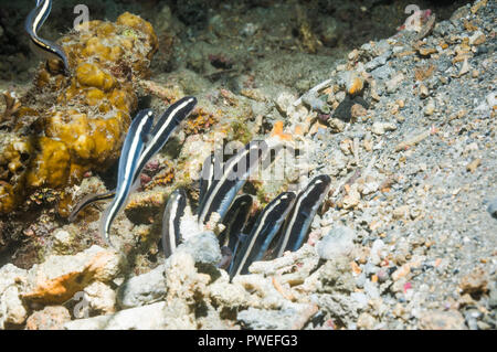 Convict blenny [Pholidichthys leucotaenia] juveniles emerging from ...
