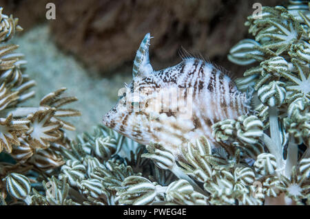Radial filefish [Acreichthys radiatus] amongst soft coral polyps [Xenia ...