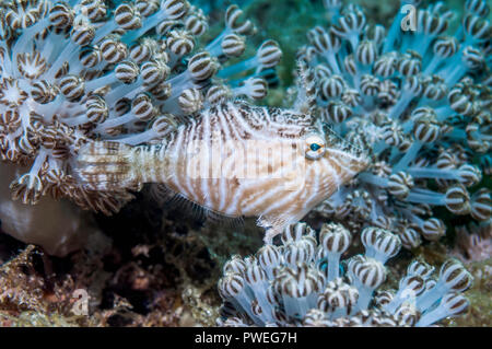 Radial filefish [Acreichthys radiatus] amongst soft coral polyps [Xenia ...