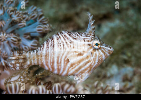 Radial filefish [Acreichthys radiatus] amongst soft coral polyps [Xenia ...
