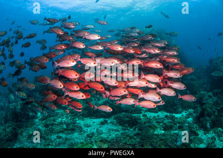 Shoal of Slender pinjalo snappers, White-spot pinjalo snapper or Red ...