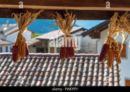 Corn cobs of ancient maize at Illegio. Carnia, Friuli Stock Photo - Alamy