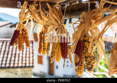 Corn cobs of ancient maize at Illegio. Carnia, Friuli Stock Photo - Alamy