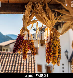 Corn cobs of ancient maize at Illegio. Carnia, Friuli Stock Photo - Alamy