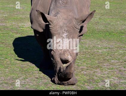 White rhino (square-lipped rhinocerus, Ceratotherium simum) and baby ...