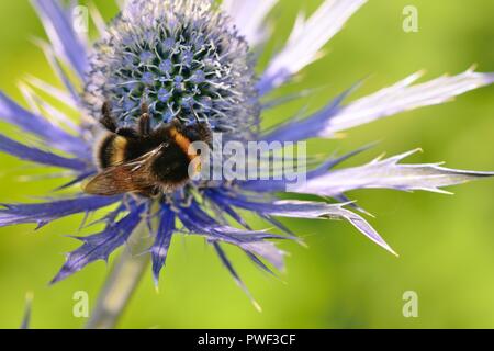 A macro shot of bee on an eryngium flower Stock Photo - Alamy