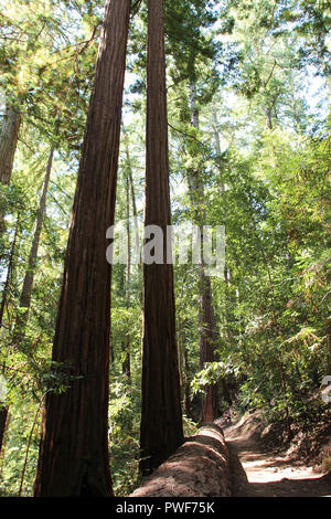 Giant Redwood tree alongside hiking trail in forest Stock Photo - Alamy