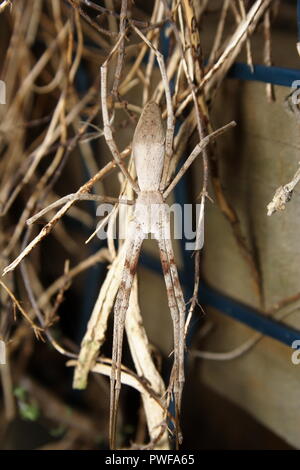 Net-casting Spider, Deinopis subrufa. Also known as a Rufous Net ...