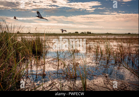 Morning in the Everglades Stock Photo - Alamy