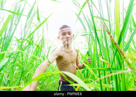 Rural children are enjoying the rice field,A healthy kid in a green ...