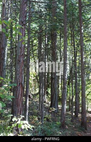 Cedar Trees Oregon, USA Stock Photo - Alamy