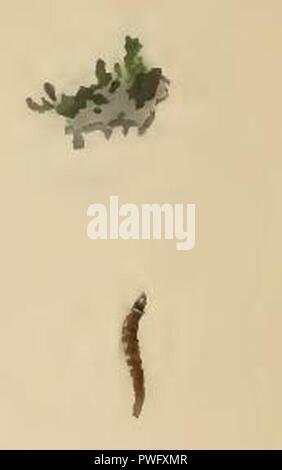 Bryotropha domestica moss being eaten by larva Stock Photo - Alamy