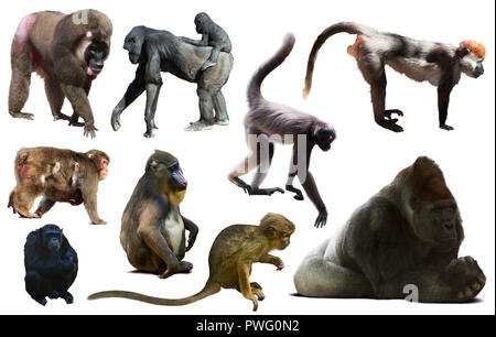 set of primates isolated on white background Stock Photo: 177886969 - Alamy