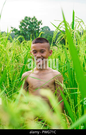 Rural children are enjoying the rice field,A healthy kid in a green ...