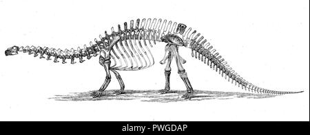 Brontosaurus skeleton 1880s Stock Photo - Alamy