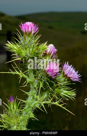 Slender Thistle Carduus tenuiflorus Asteraceae Compositae Stock Photo ...