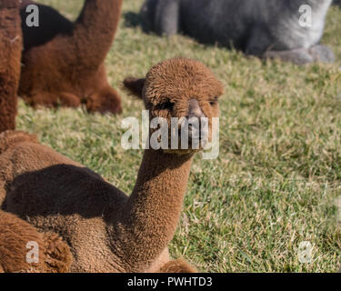 Alpacas on a ranch, late Autumn Stock Photo - Alamy