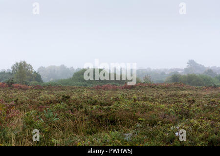 Foggy morning on heathland, Turbary Common in Dorset, with a Pinus ...