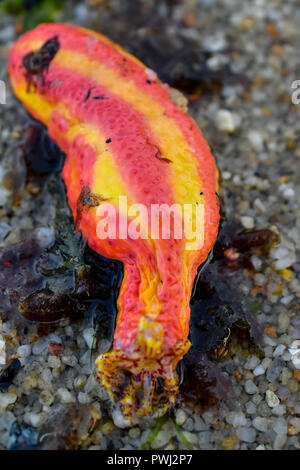 Pink warty sea cucumber Stock Photo - Alamy