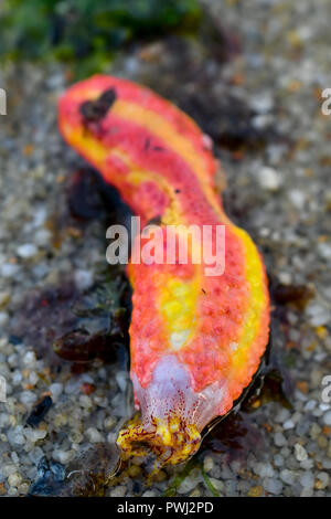 Pink warty sea cucumber Stock Photo - Alamy