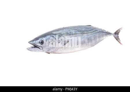 The Atlantic bonito (Sarda sarda) is a large mackerel-like fish of the ...