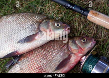 Good catch. Close up view of just taken from the water big freshwater ...