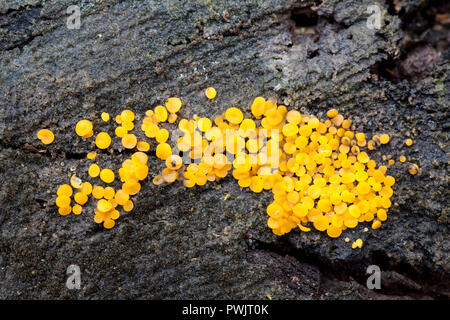 Very small fungus yellow fairy cups or lemon discos, Bisporella citrina ...