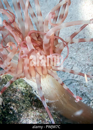 Tube-dwelling anemones or ceriantharians off coast of Turk and Caios ...